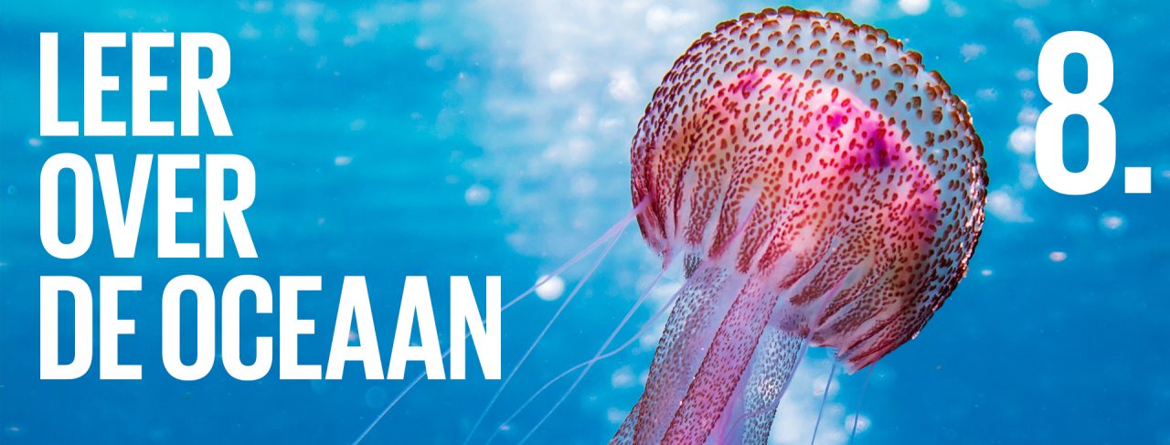 Leer meer over de oceaan en de uitdagingen waarmee ons water te maken ...